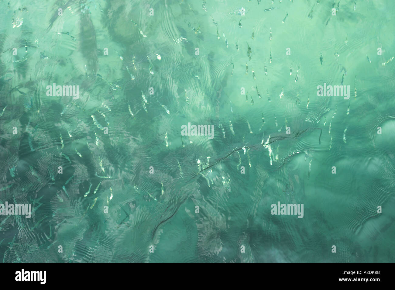 fish swimming in Turquoise water in the sea on a beach on Ko Samet ...