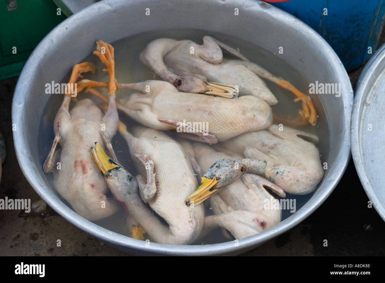 skinned ducks in a bucket in a street market in the town be tre in the ...