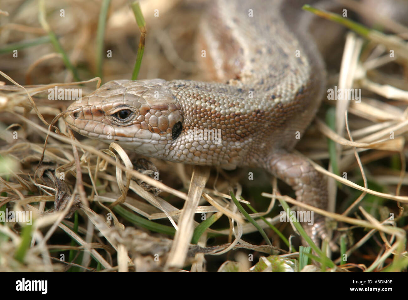 Poikilothermic animal hi-res stock photography and images - Alamy