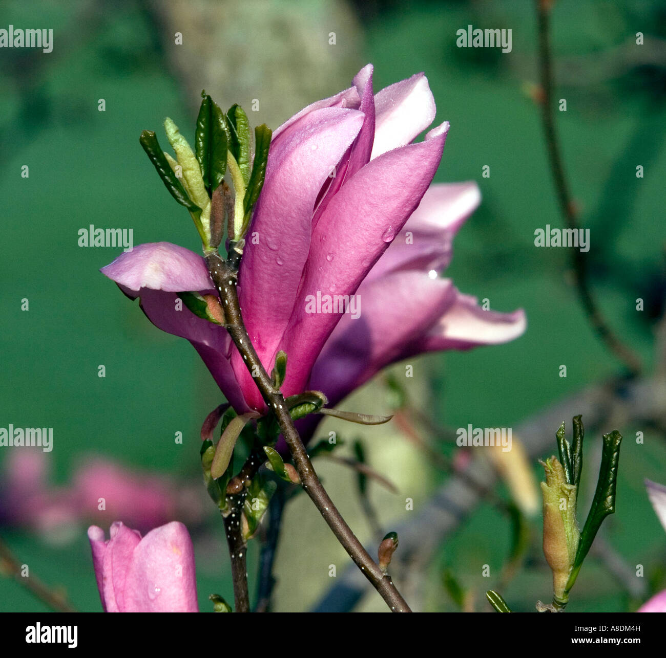A single magnolia blossom Stock Photo - Alamy