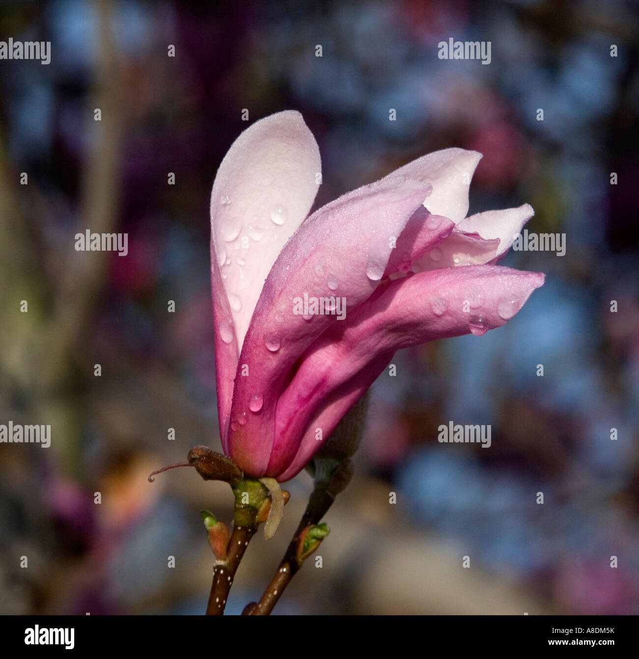 A single magnolia blossom Stock Photo - Alamy