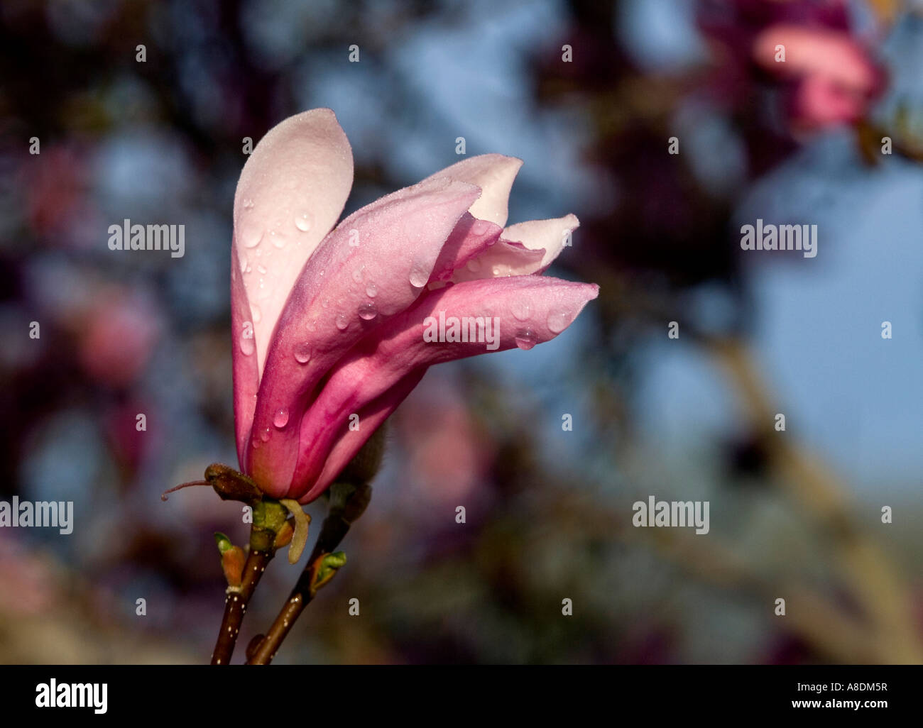 A single magnolia blossom Stock Photo - Alamy