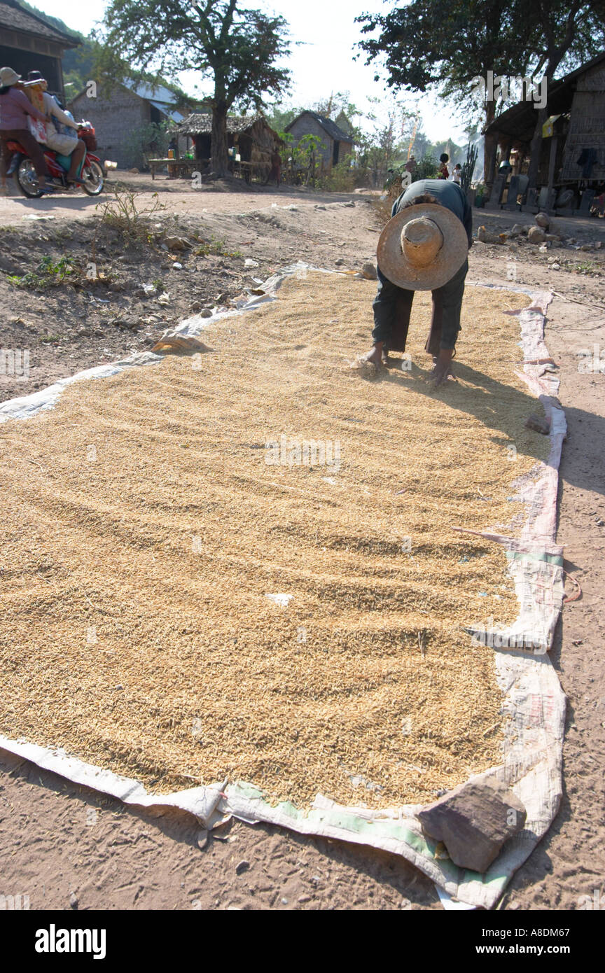 Cambodian woman drying grain crops in the siem reap area of cambodia in ...