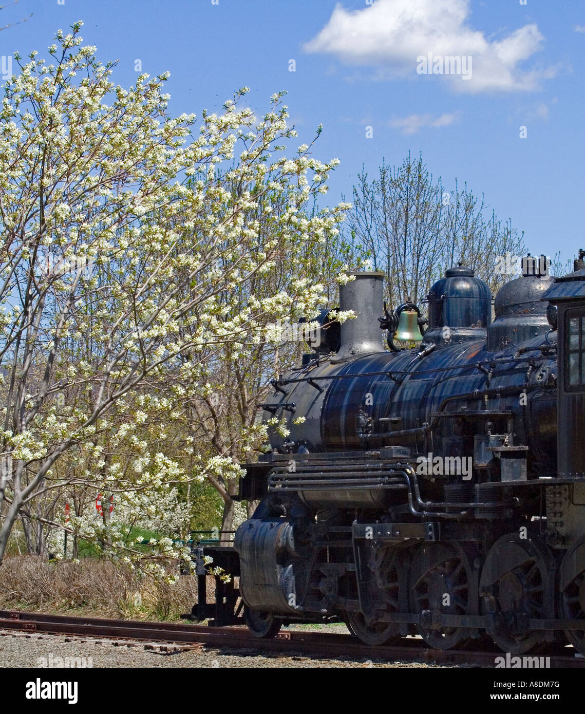 Cherry blossoms and a railroad steam locomotive Stock Photo - Alamy