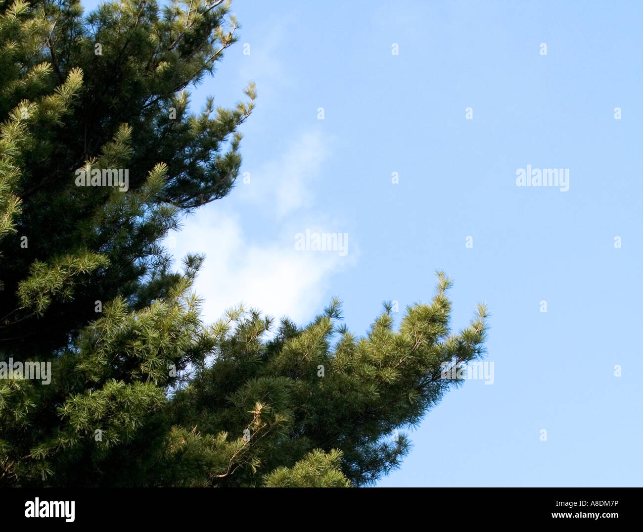 A pine tree Stock Photo - Alamy