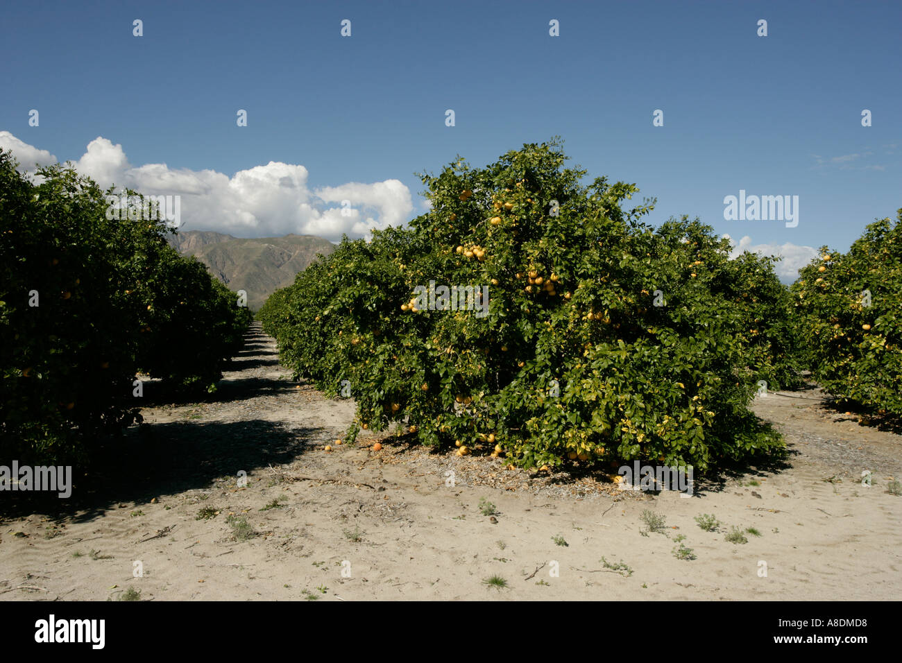 Grapefruit ripen on trees at a farm in southern California USA Stock ...