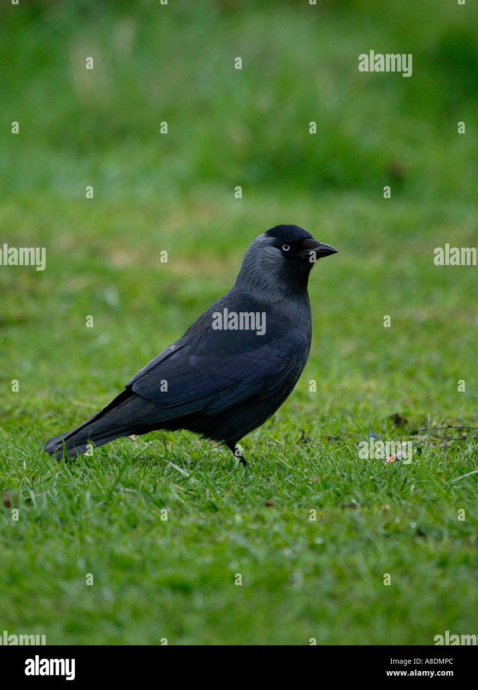 Jackdaw corvus monedula hi-res stock photography and images - Alamy