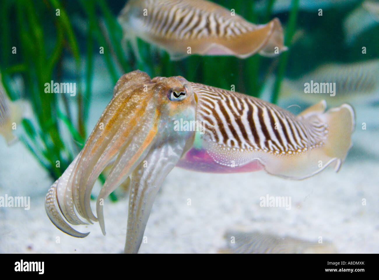 Barcelona cuttlefish in aquarium Stock Photo - Alamy