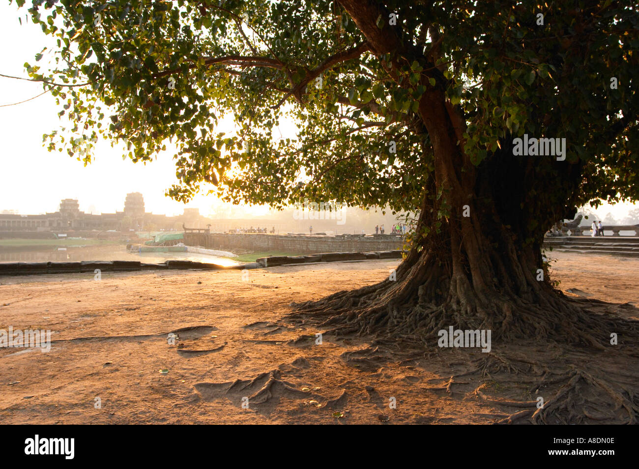ancient tree at sunrise with the main temple of angkor wat in the ...