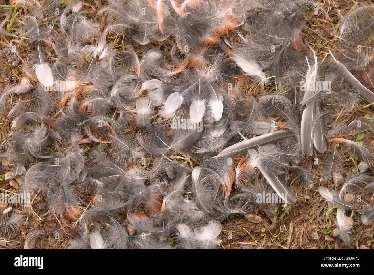 Feathers hi-res stock photography and images - Alamy