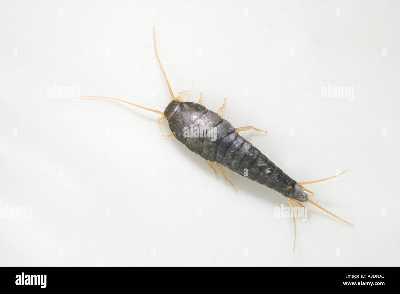 Yellow silverfish hi-res stock photography and images - Alamy