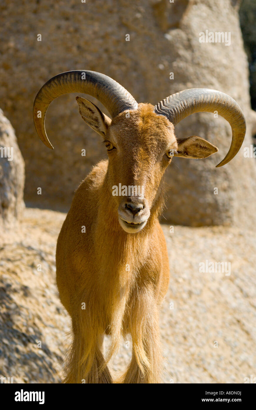 Barcelona Zoo Barbary Sheep Muflon del Atlas Stock Photo - Alamy
