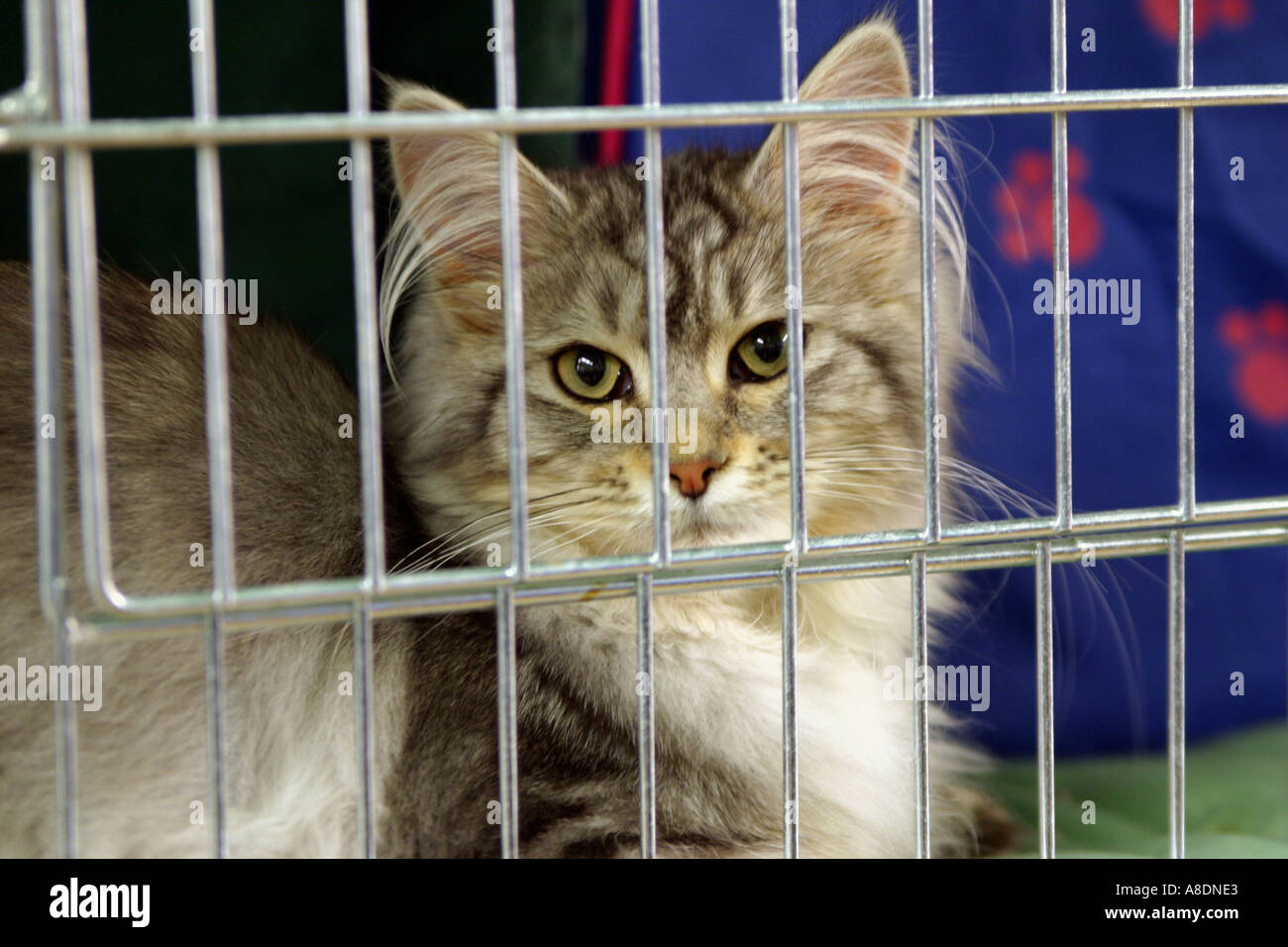 Caged cat at an international cat exhibit Stock Photo - Alamy