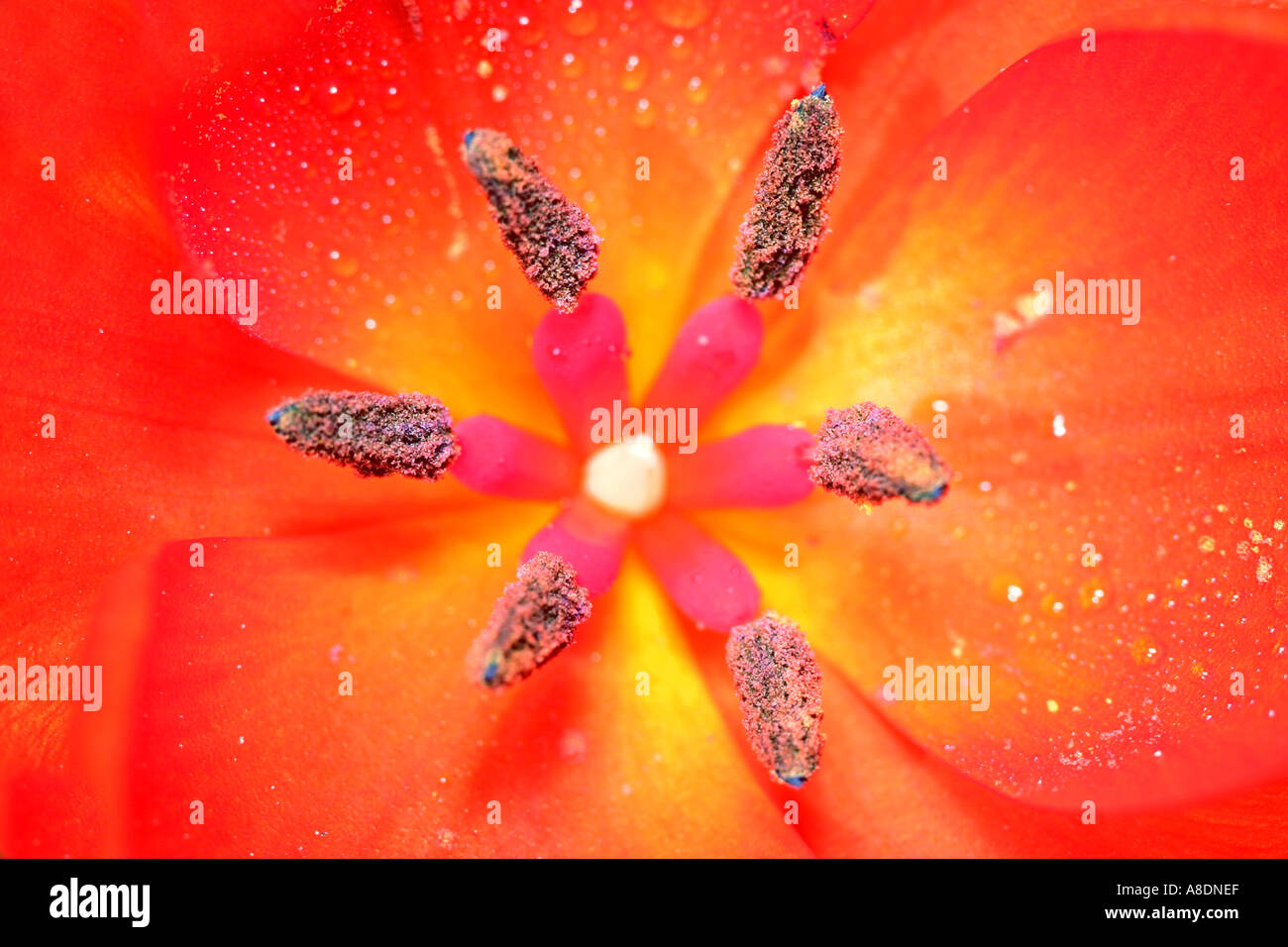 Inside of a tulip hi-res stock photography and images - Alamy