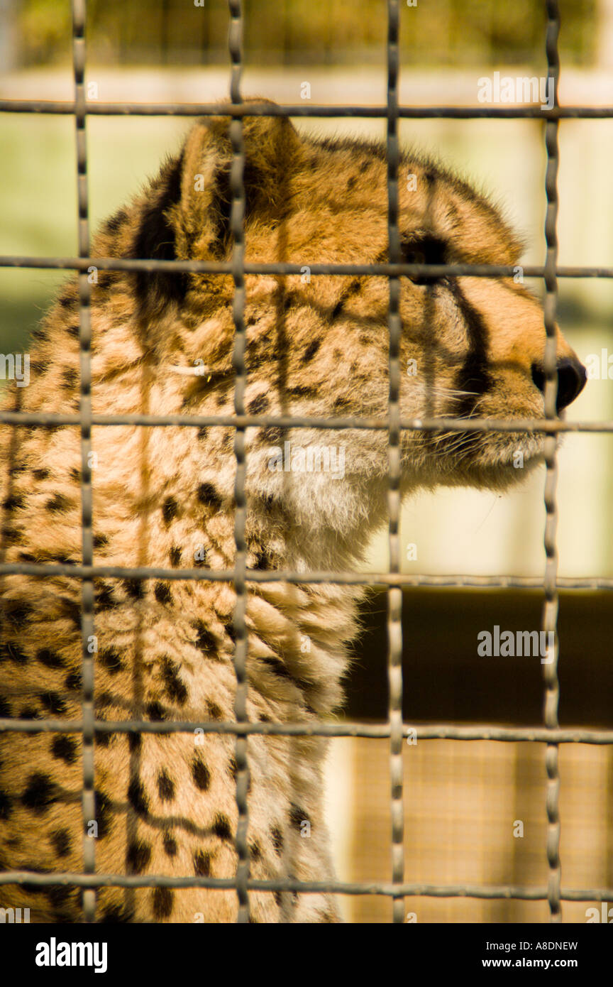 Barcelona Zoo cheetah behind cage bars Stock Photo - Alamy