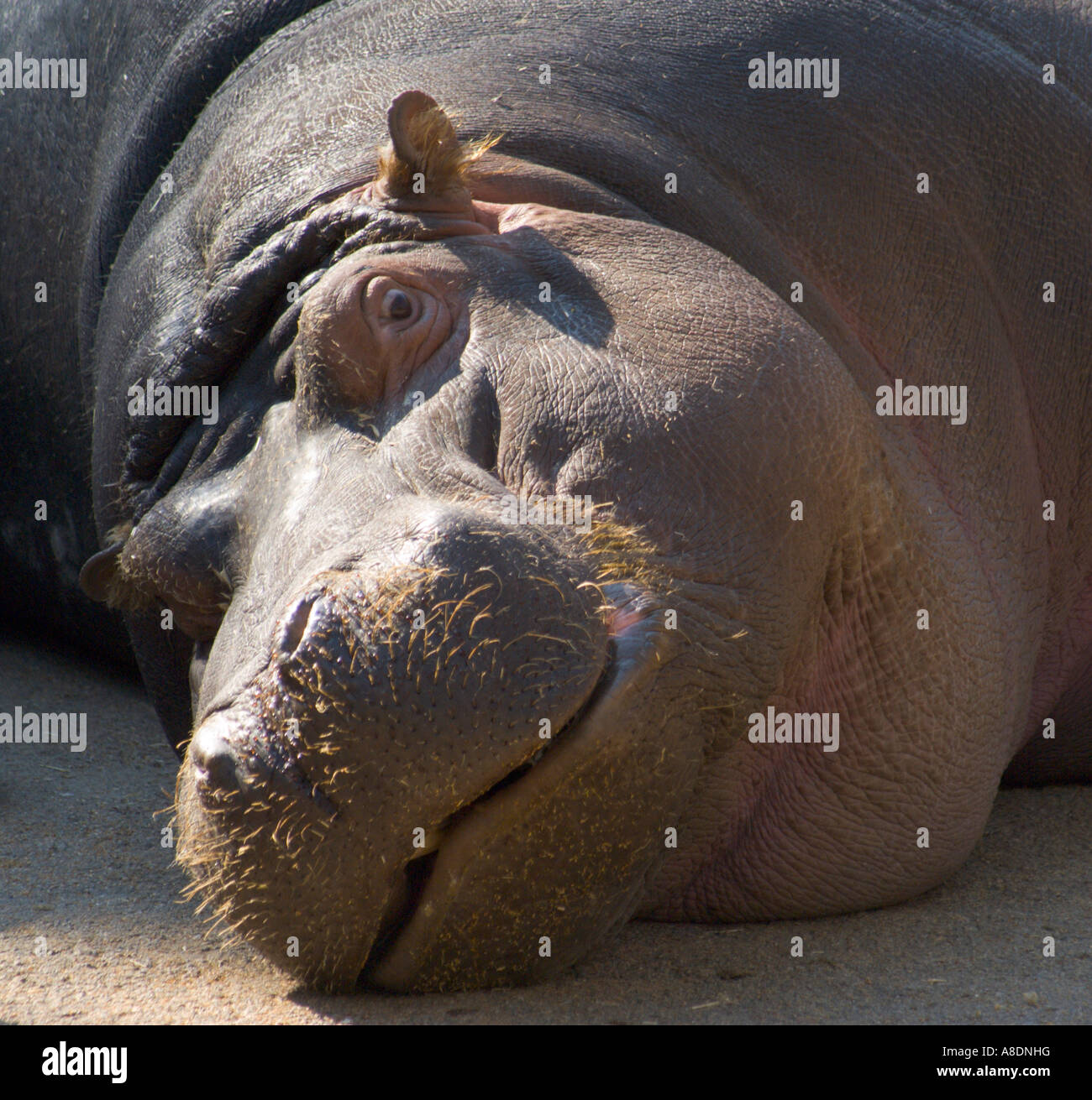 Happy hippo hi-res stock photography and images - Alamy