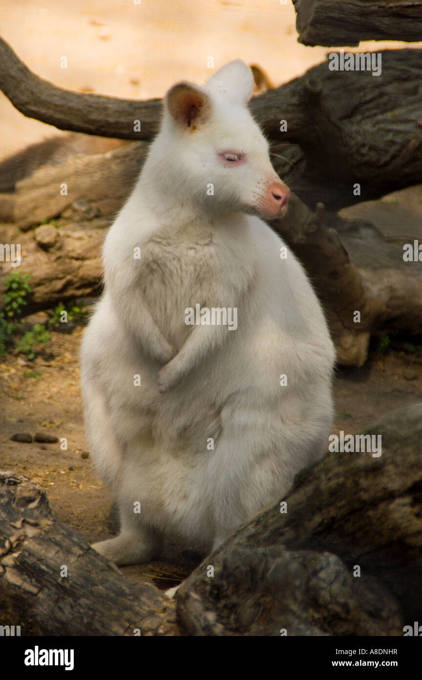 Barcelona Zoo rare white albino wallaby small kangaroo Stock Photo - Alamy
