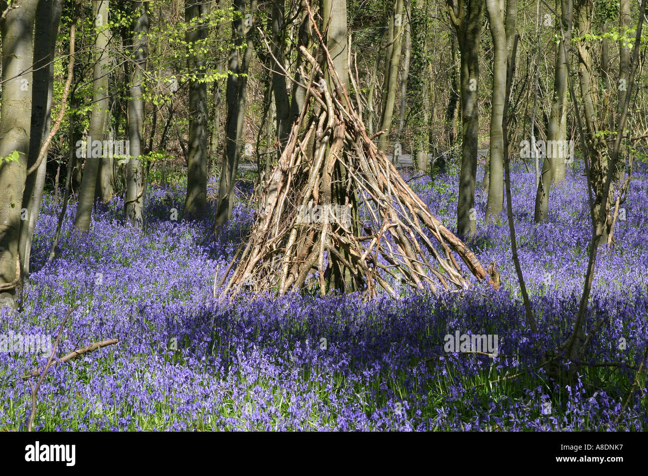 Coppice ancient woodland flower hi-res stock photography and images - Alamy