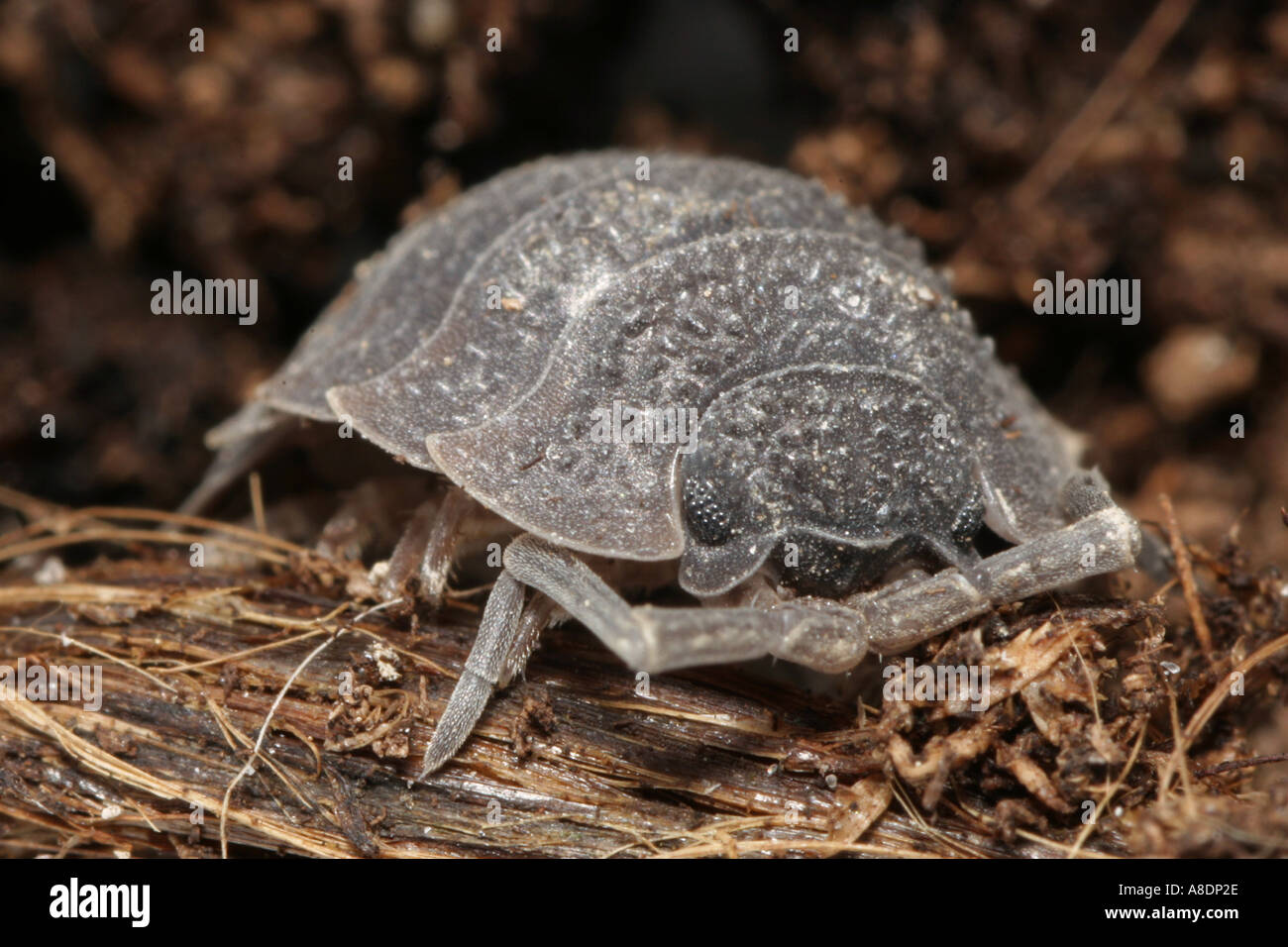Close-up of a Common Rough Woodlouse, Porcellio Scaber Stock Photo - Alamy