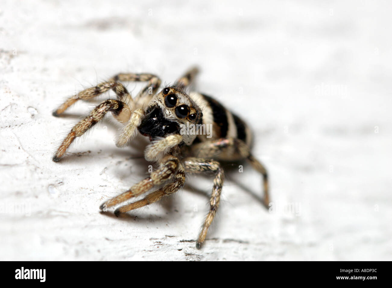 Close-up of a zebra spider, Salticus scenicus, a common jumping spider ...