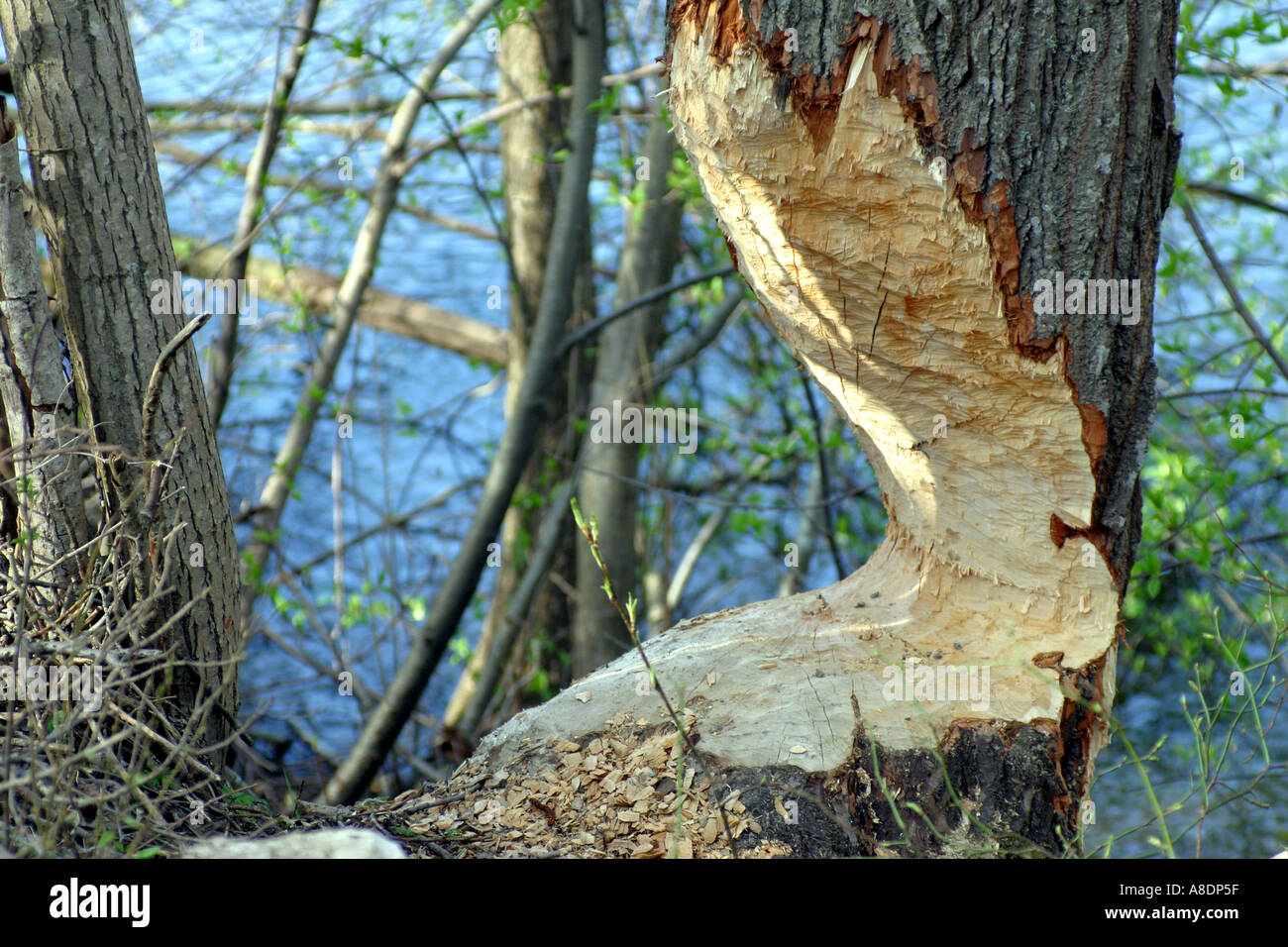 A tree by a river almost cut down by a beaver Stock Photo - Alamy