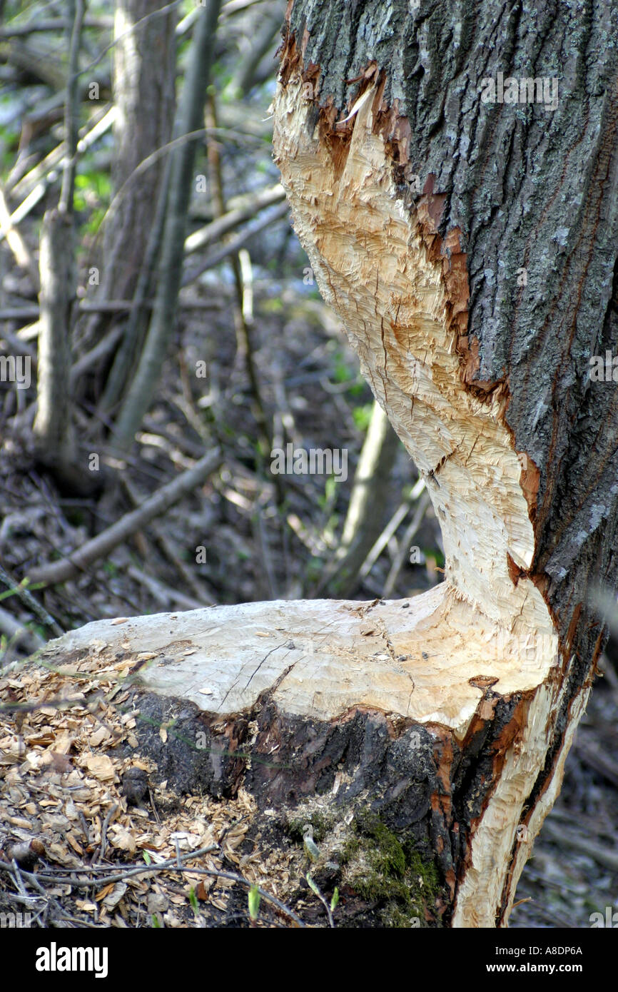 Almost cut down hi-res stock photography and images - Alamy