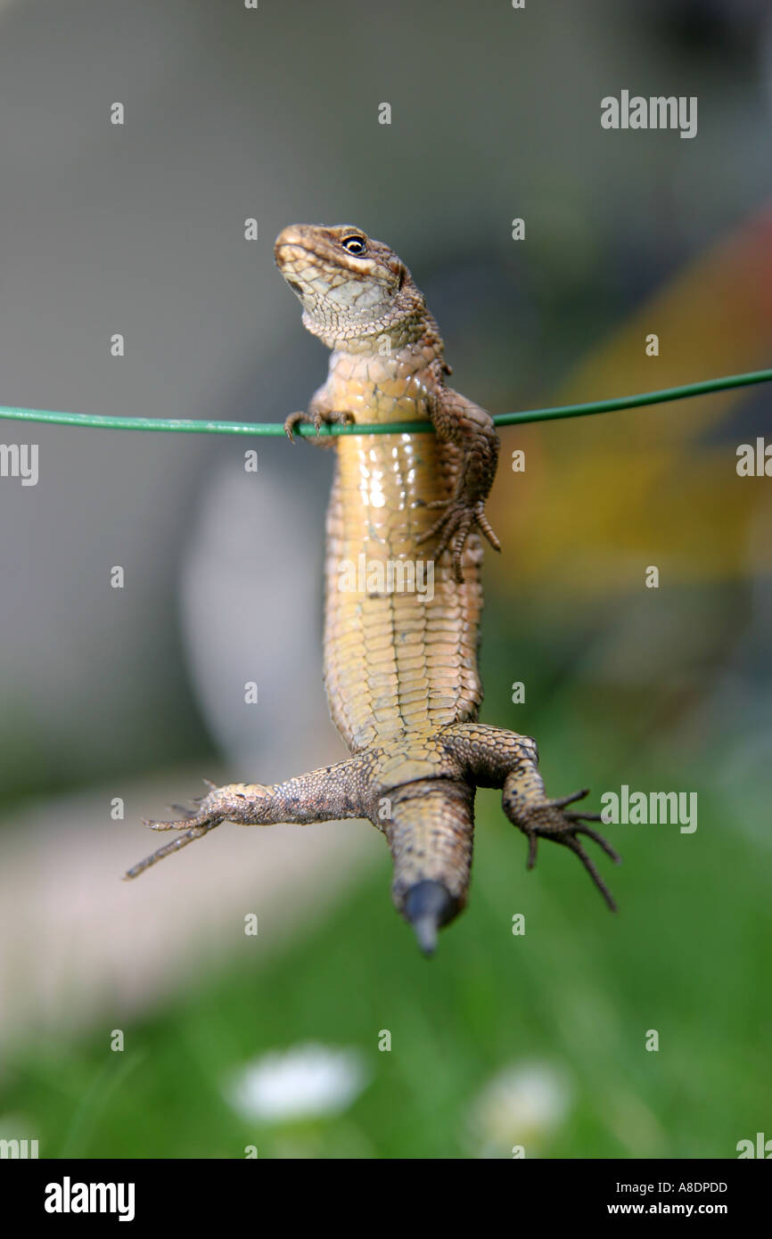 Lizard lost tail hi-res stock photography and images - Alamy