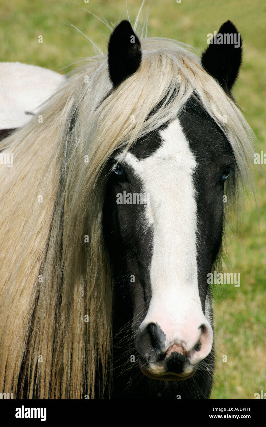 Cute pony hi-res stock photography and images - Alamy