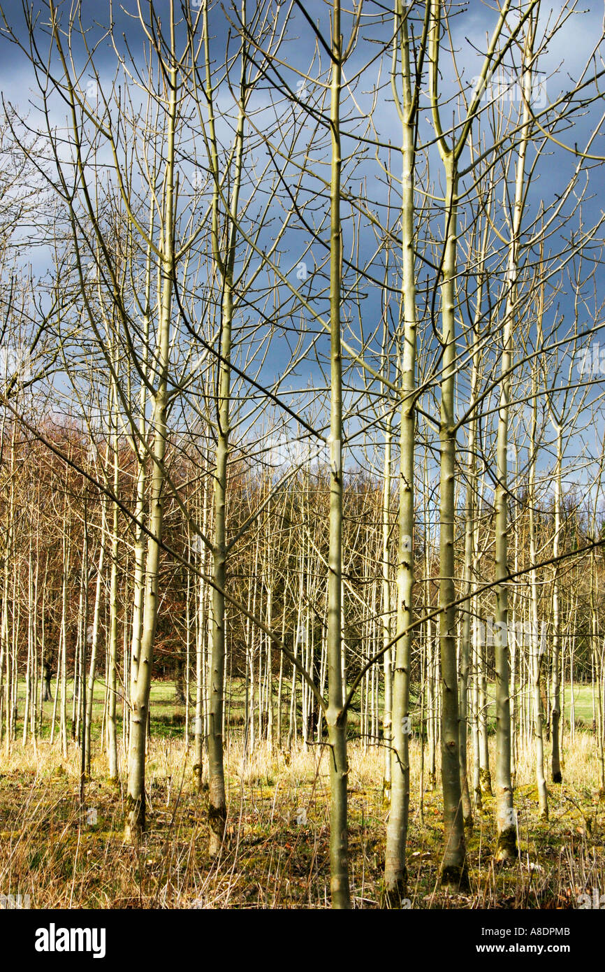 Young tree plantation Stock Photo - Alamy