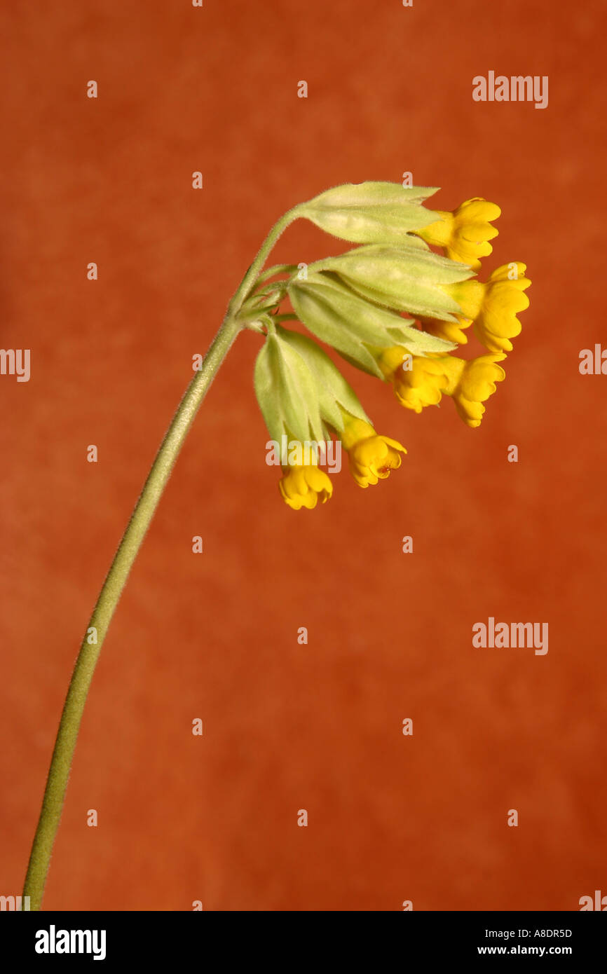 Primula veris orange hi-res stock photography and images - Alamy