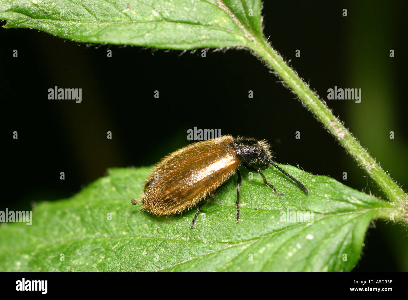 Golden hairy insect Stock Photo - Alamy