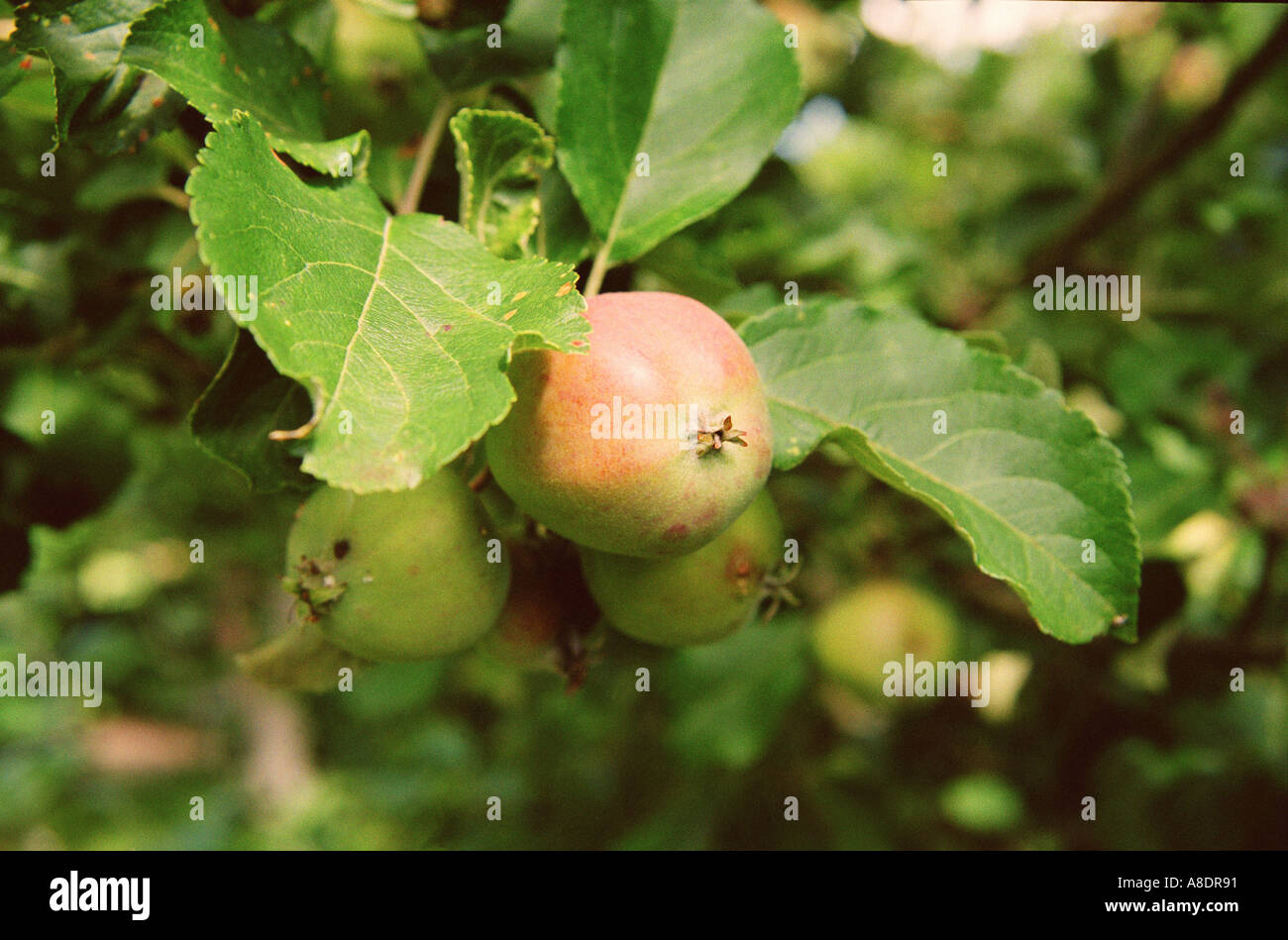 Apple tree ALICE with fruits Stock Photo - Alamy