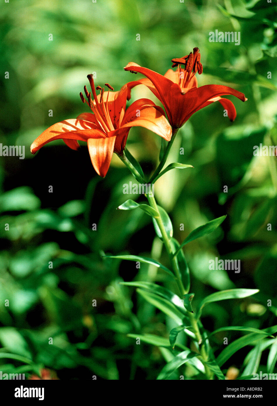 Fire Lily LILIUM BULBIFERUM LILIACEAE also known as Orange Lily or ...