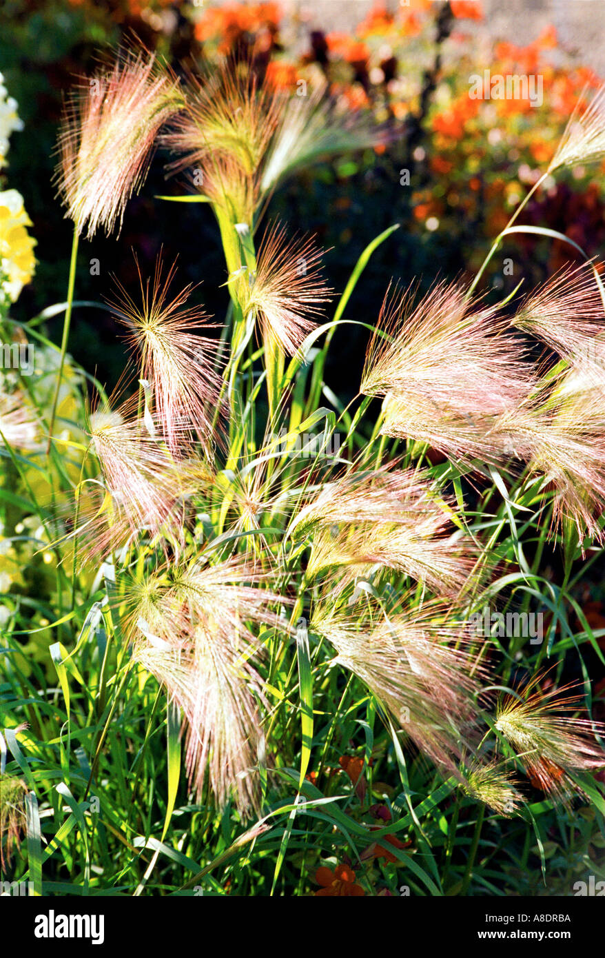 Foxtail barley POACEAE HORDEUM JUBATUM also known as Squirreltail or ...
