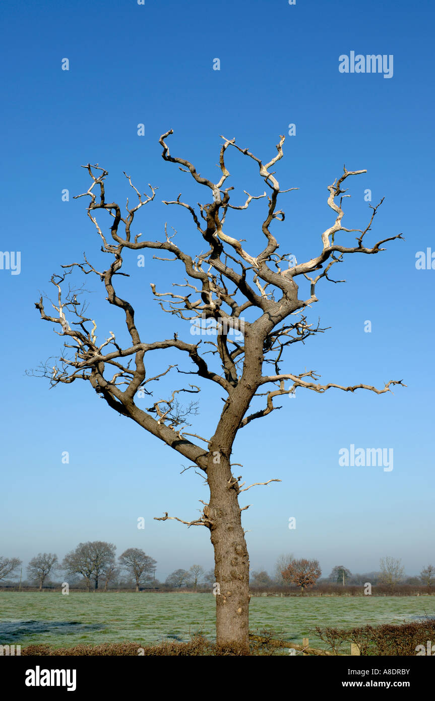 Dead tree hi-res stock photography and images - Alamy