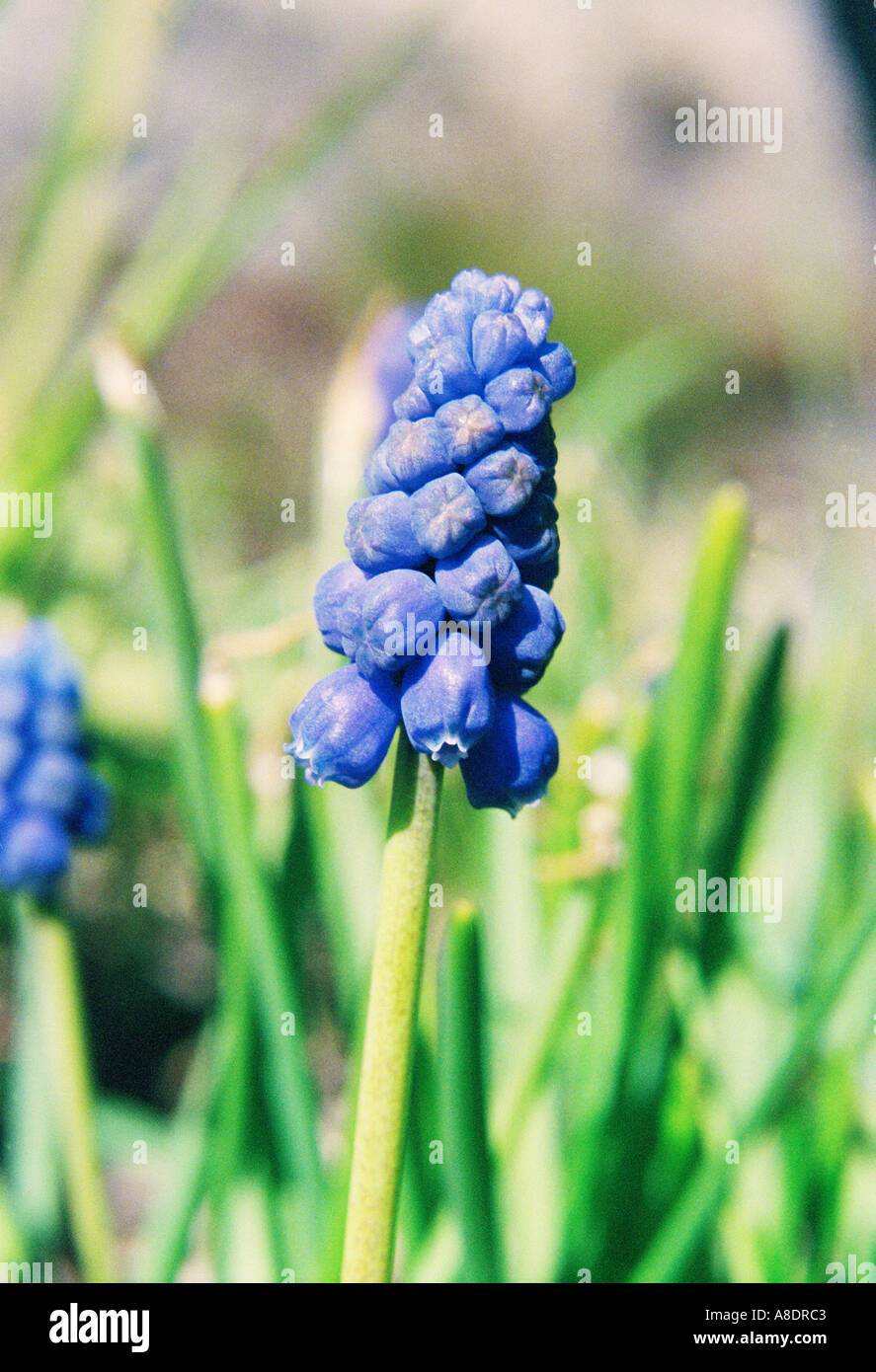 Italian grape hyacinth MUSCARI BOTRYOIDES also known as Common grape ...