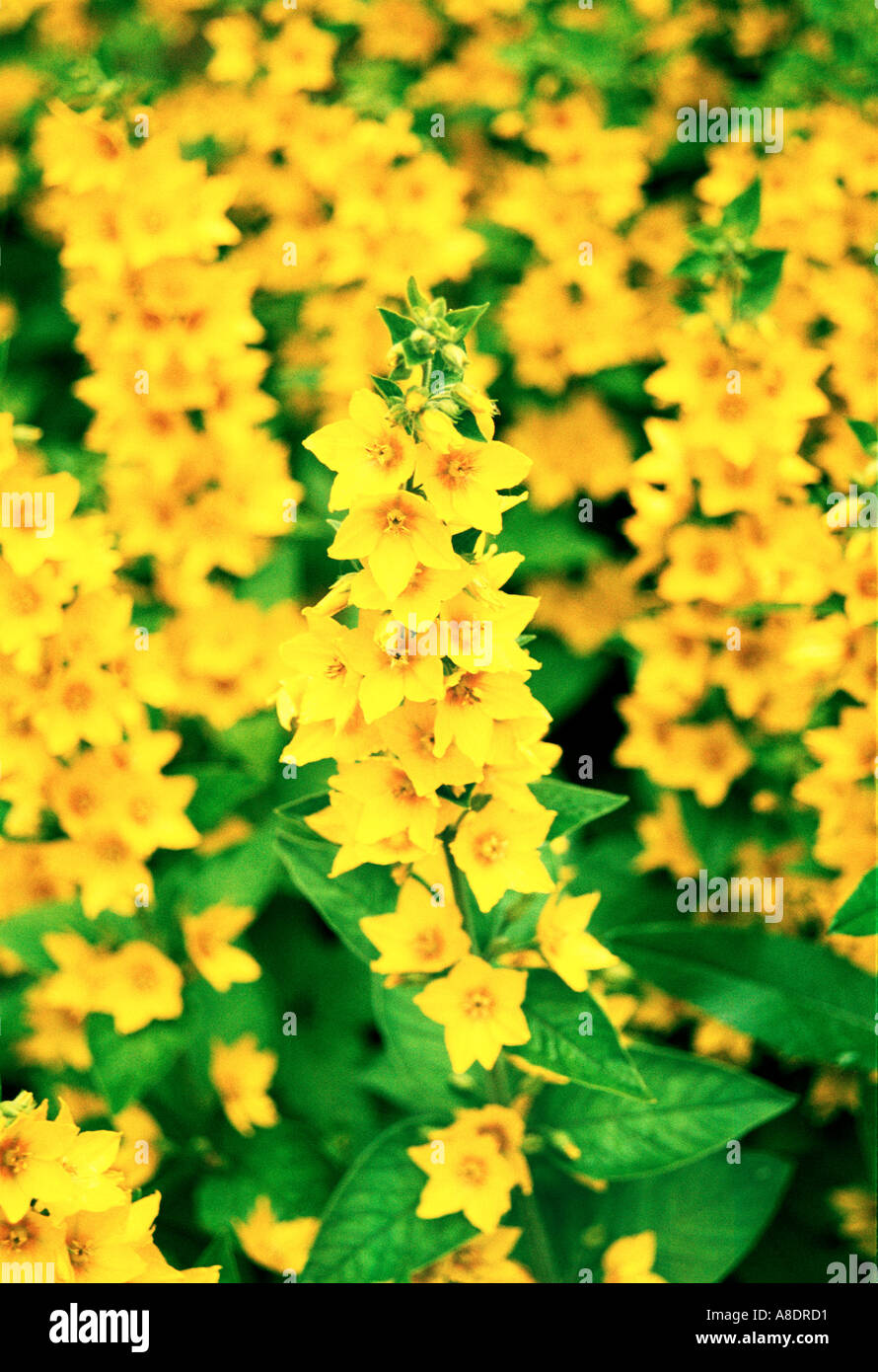 Large yellow loosestrife LYSIMACHIA PUNCTATA L also known as Garden ...