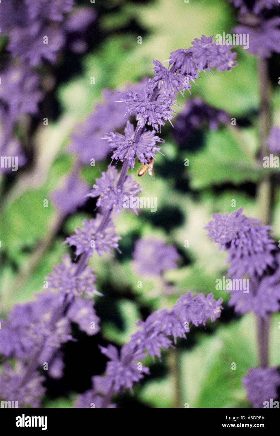Purple Rain Salvia SALVIA VERTICILLATA PURPLE RAIN also known as Lilac ...