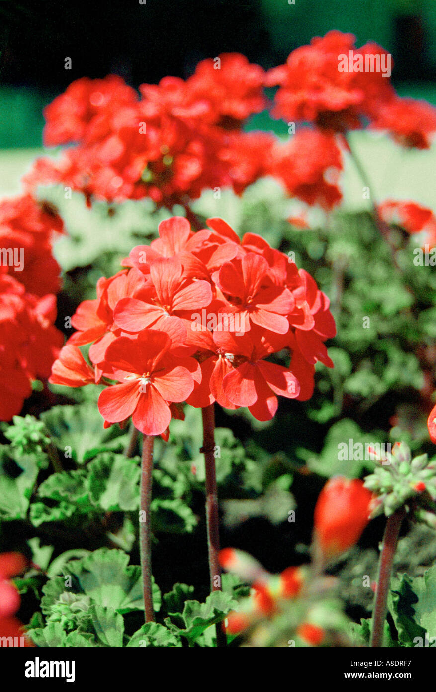 What Are Zonal Geraniums