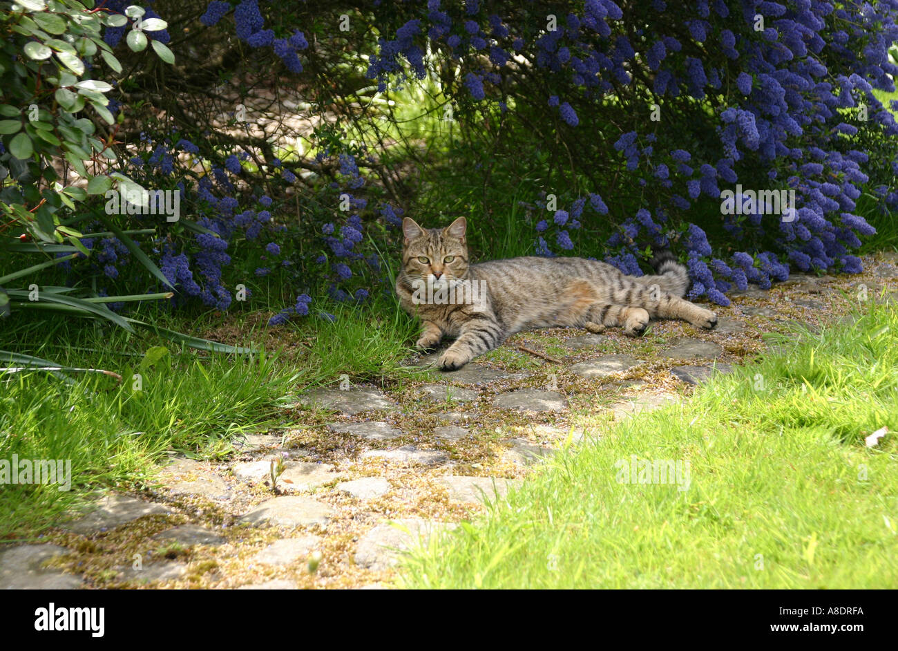 Cat in the shade Stock Photo - Alamy