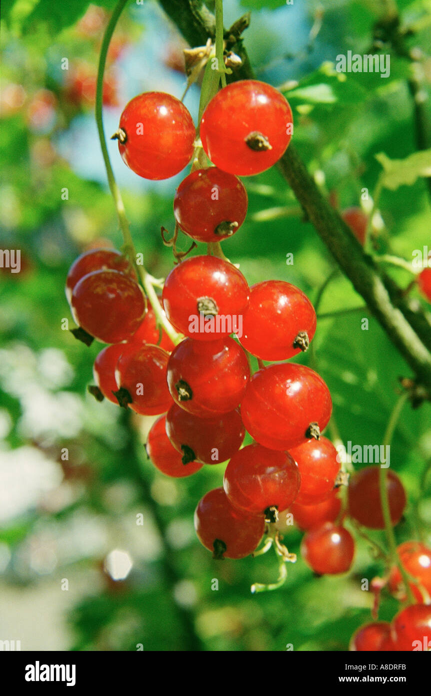 Ribes rubrum ssp vulgare hi-res stock photography and images - Alamy