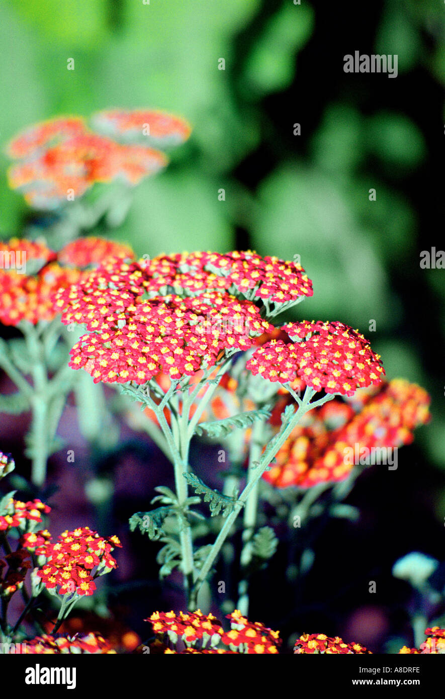 Red and orange Yarrow flower ACHILLEA MILLEFOLIUM WALTER FUNKE Stock ...