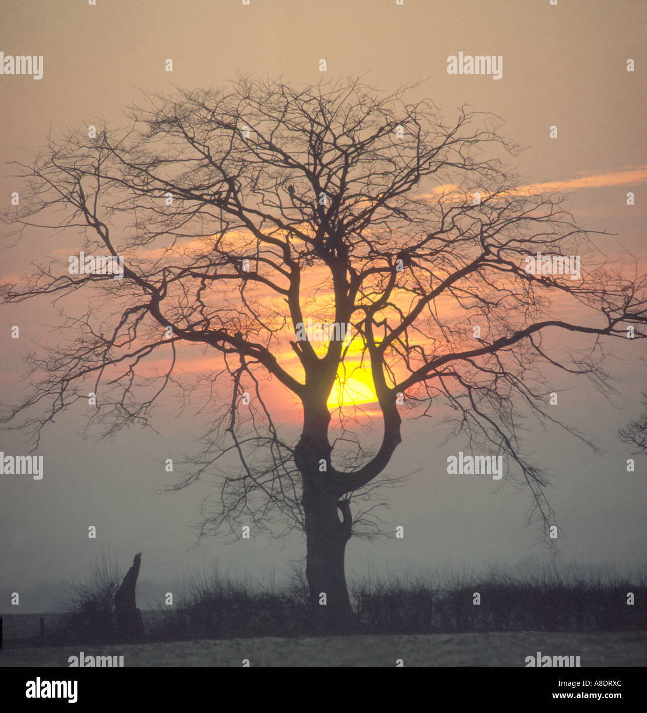 Places red region tree hi-res stock photography and images - Alamy