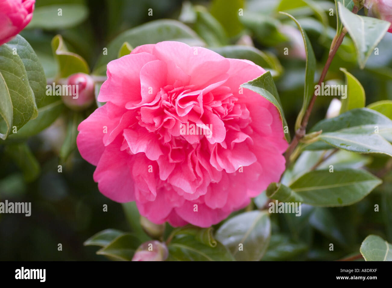 Pink camelia flower hi-res stock photography and images - Alamy