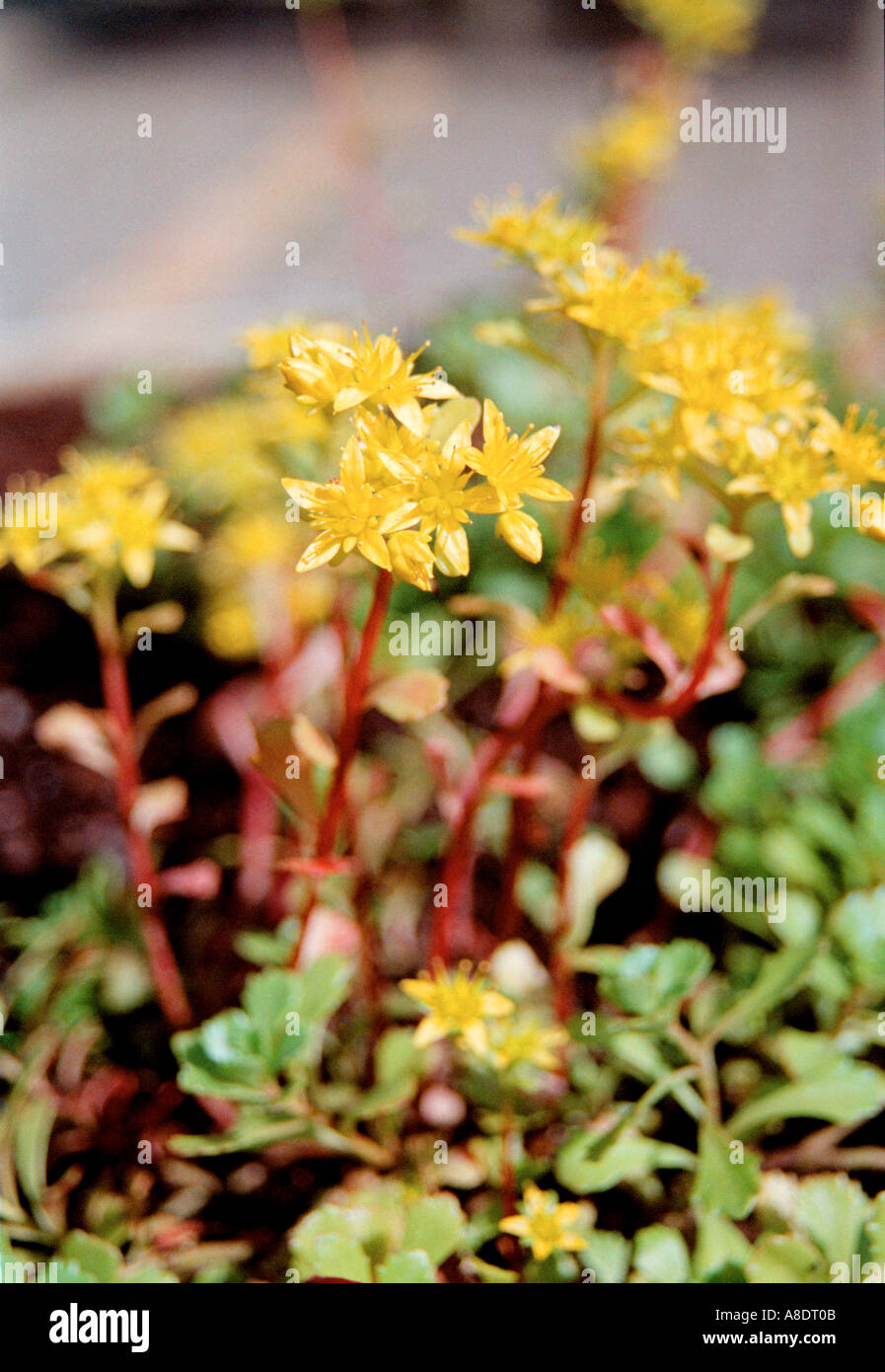Goldmoss Stonecrop flower SEDUM ACRE is a low growing member of the ...