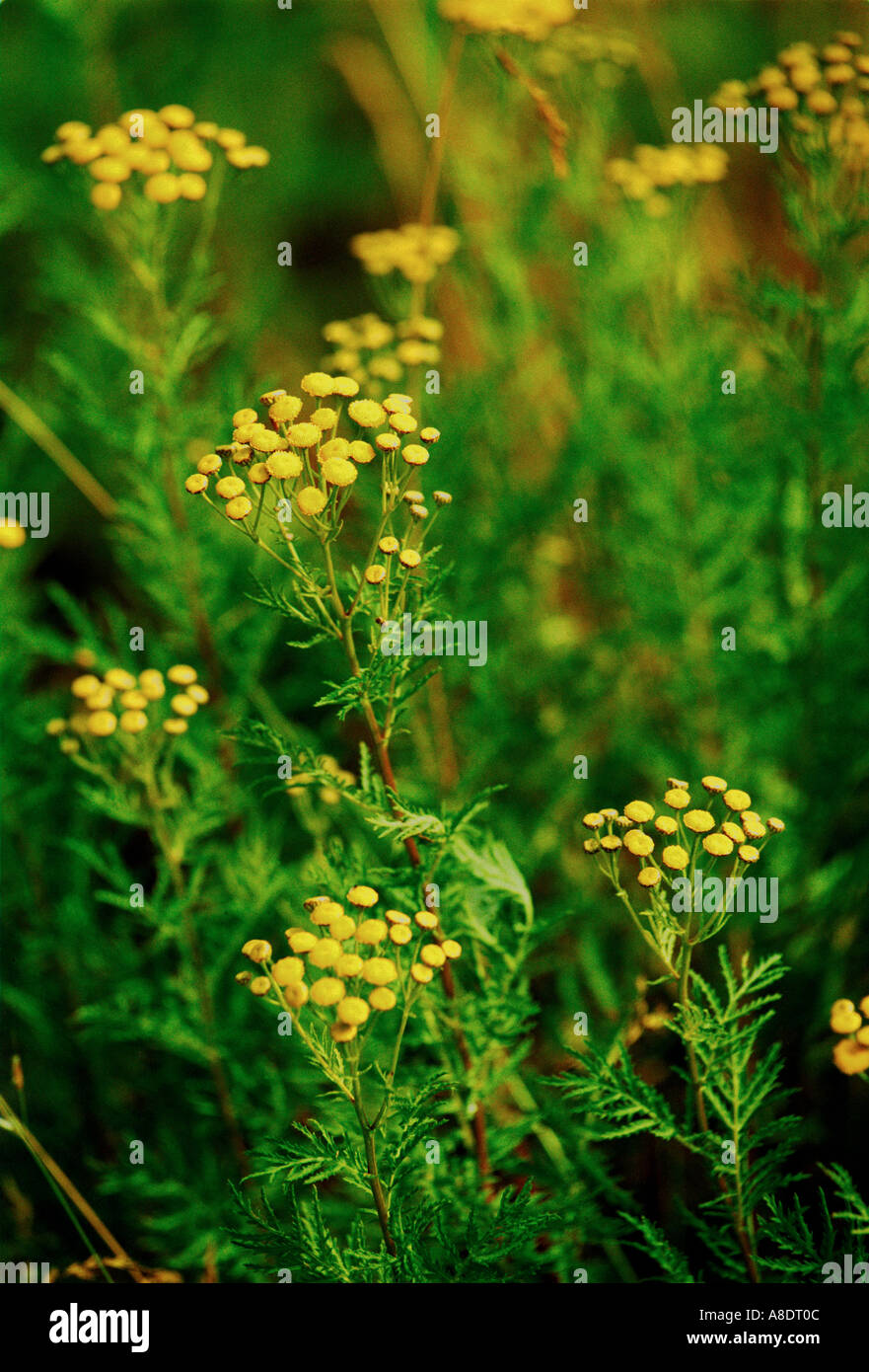 Common tansy TANACETUM VULGARE also known as alecost golden buttons ...