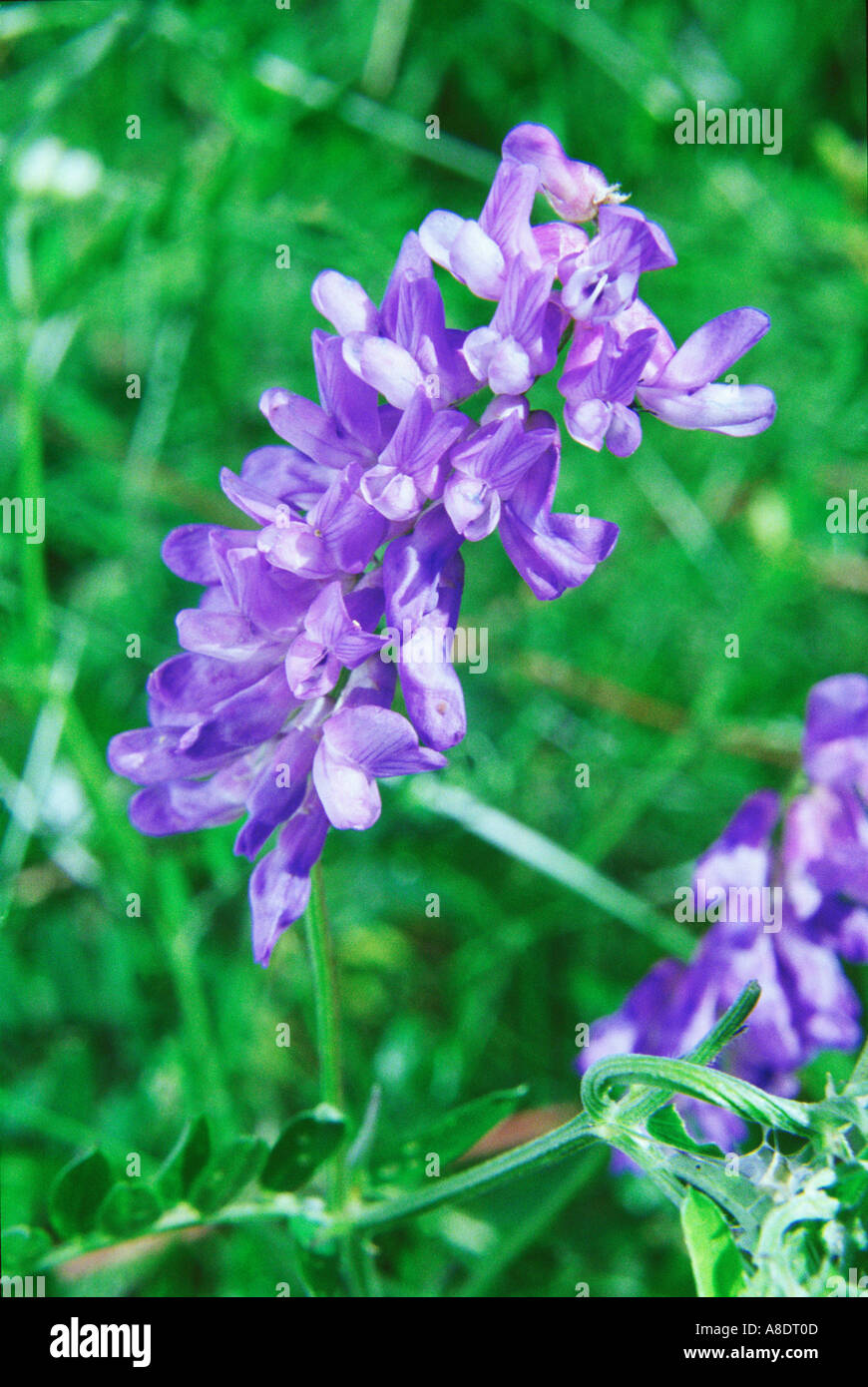Cultivated vetch hi-res stock photography and images - Alamy