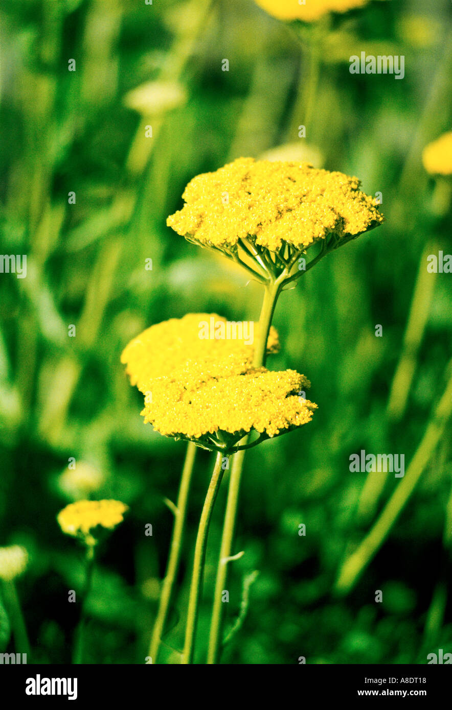 Fernleaf yarrow ACHILLEA FILIPENDULINA flower of the daisy family Stock ...