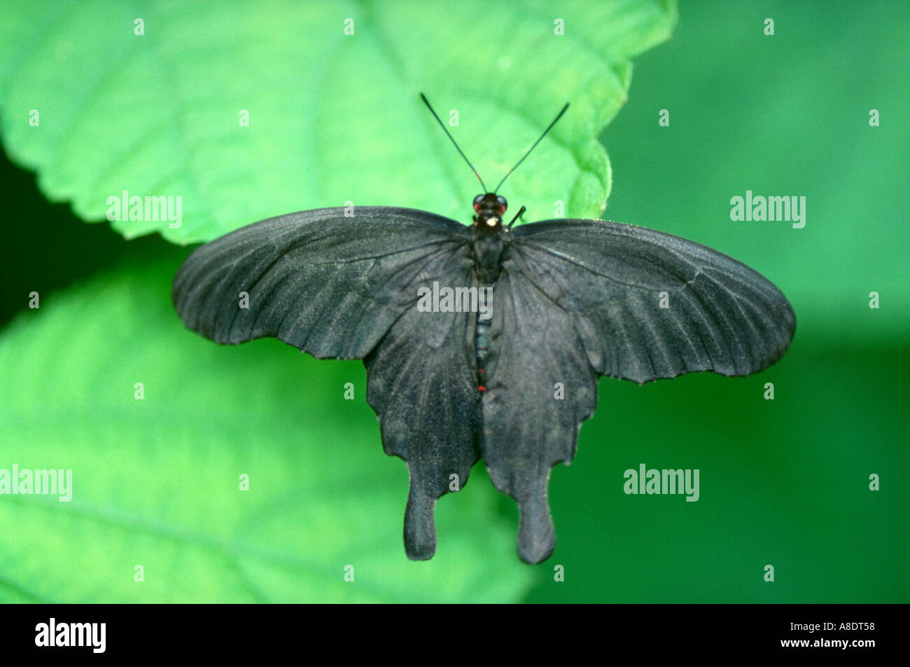 Crow Swallowtail Butterfly, Papilio bianor, Papilionidae Stock Photo ...