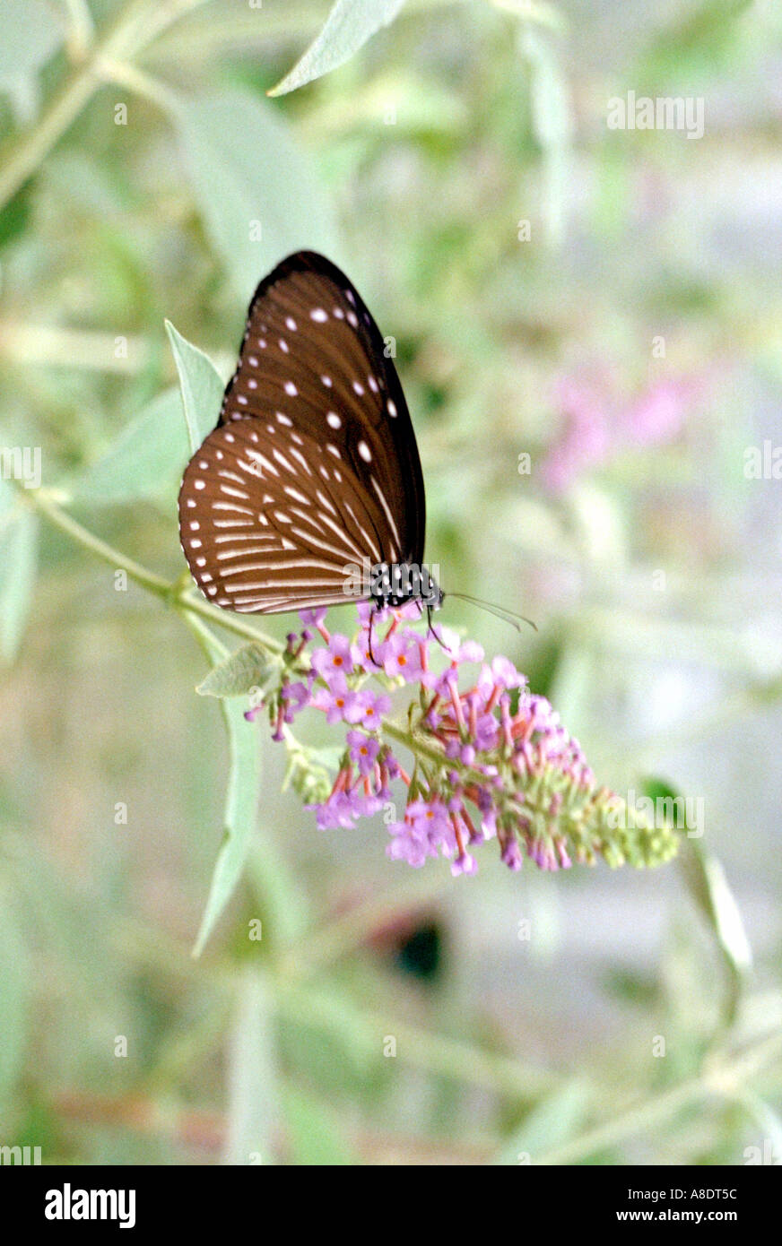 Blue Tiger Butterfly, Danaus limniace, Nymphalidae Stock Photo - Alamy